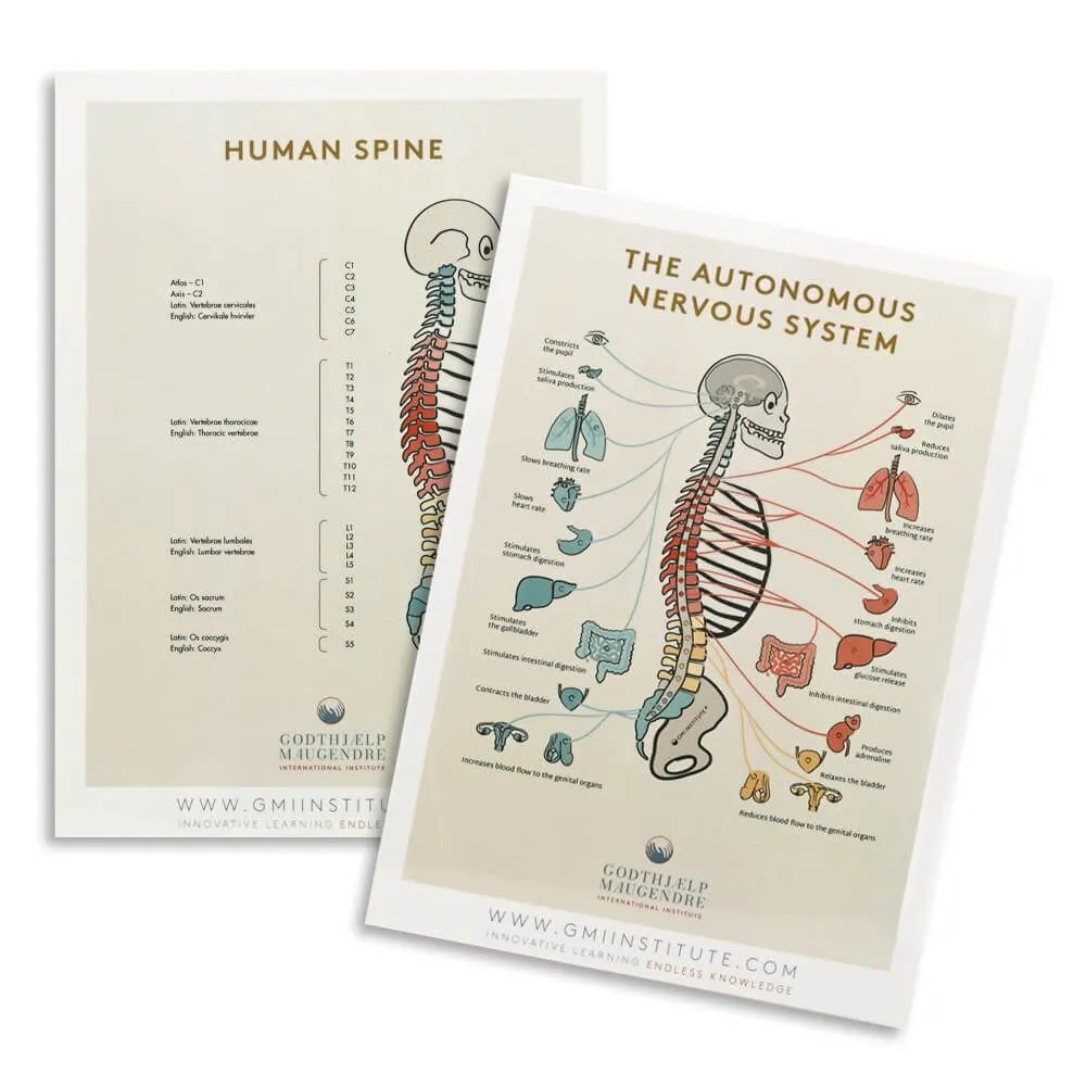 Autonomous Nervous System and Spine Chart – Prime Natural Foods