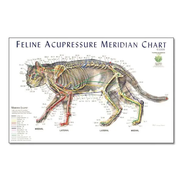Feline Meridian Chart – Prime Natural Foods